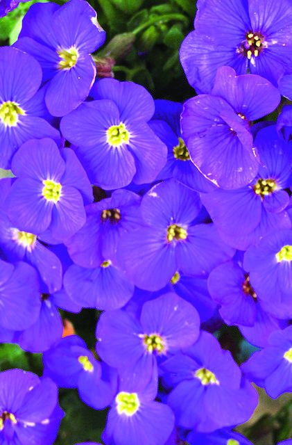 Online Ordering - Gedney Bulb - Home