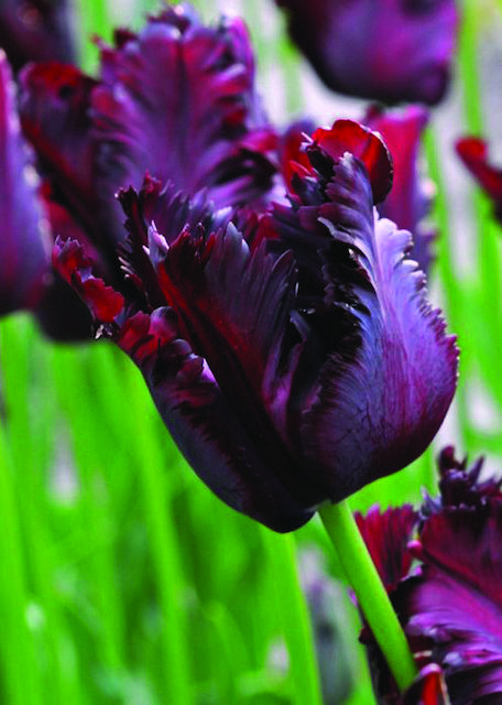 Online Ordering - Gedney Bulb - Home